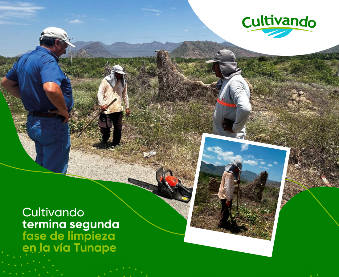 Cultivando